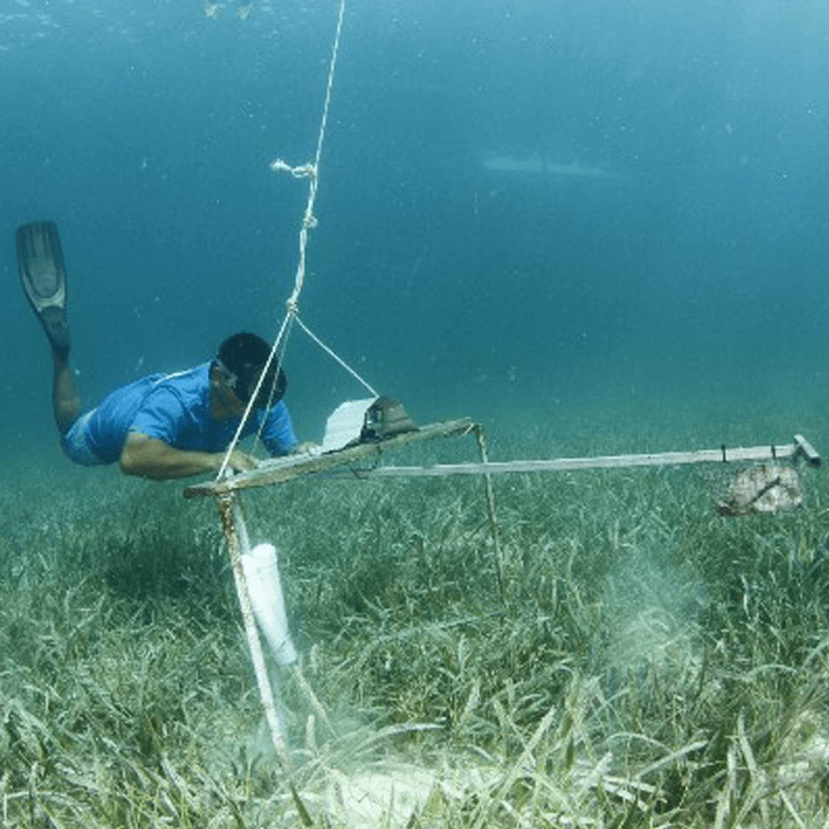 "We're gonna need a better BRUV" - MarAlliance.org