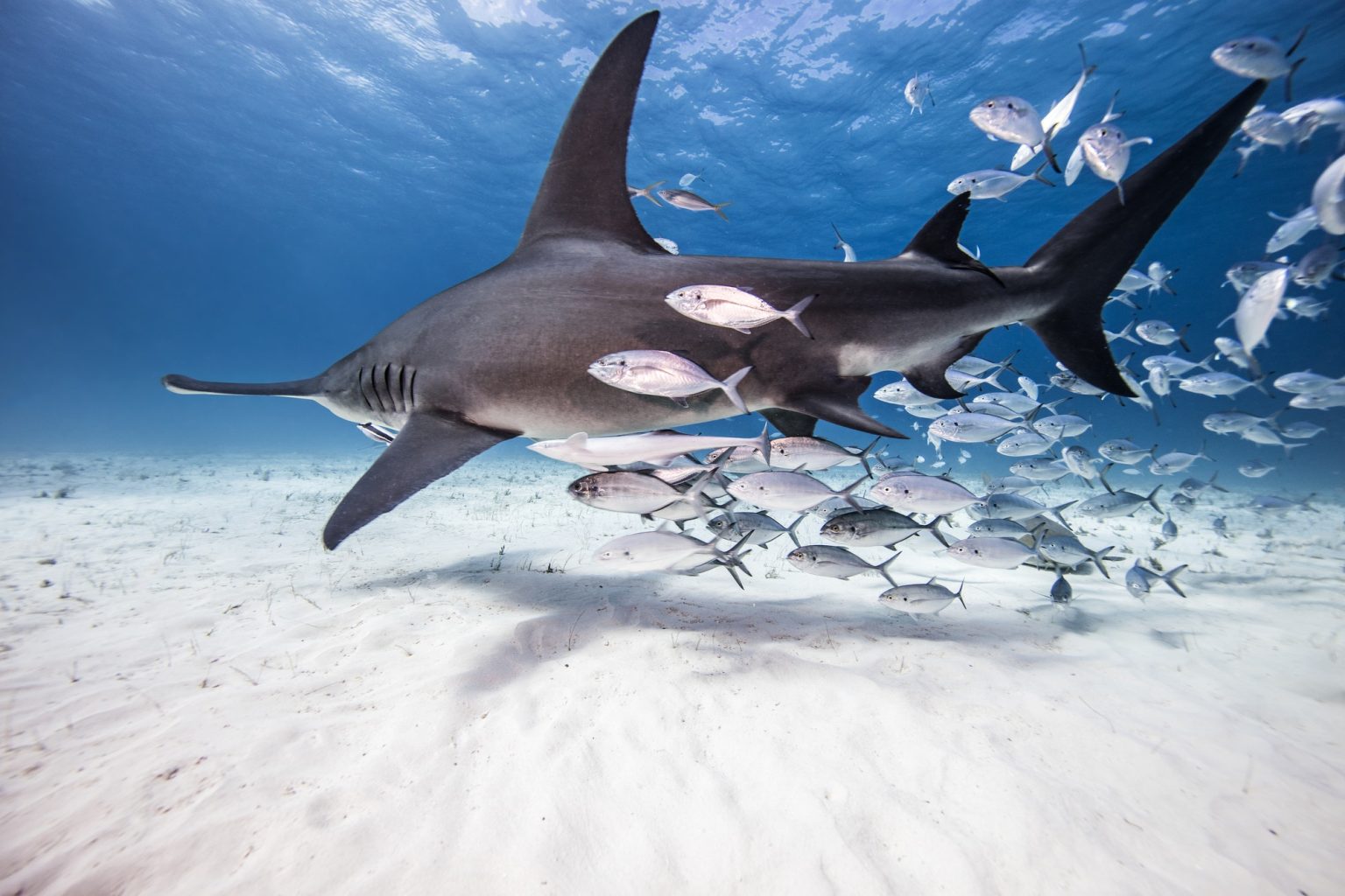 Great hammerhead shark - MarAlliance.org