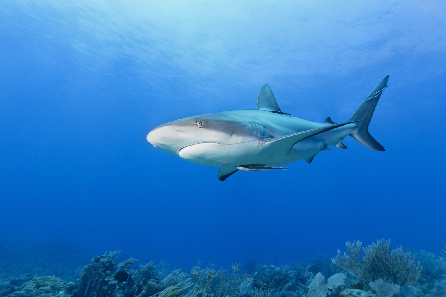 Caribbean reef shark - MarAlliance.org