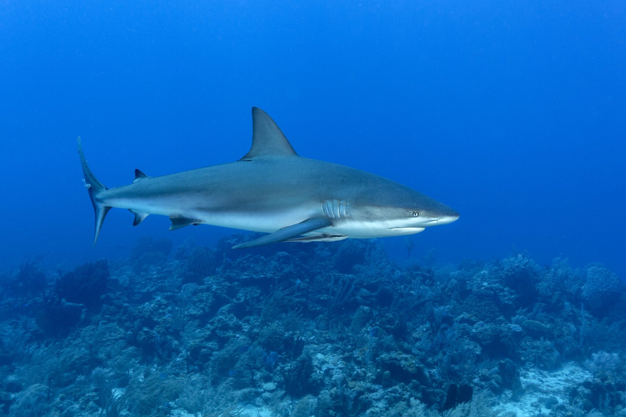 Caribbean reef shark - MarAlliance.org