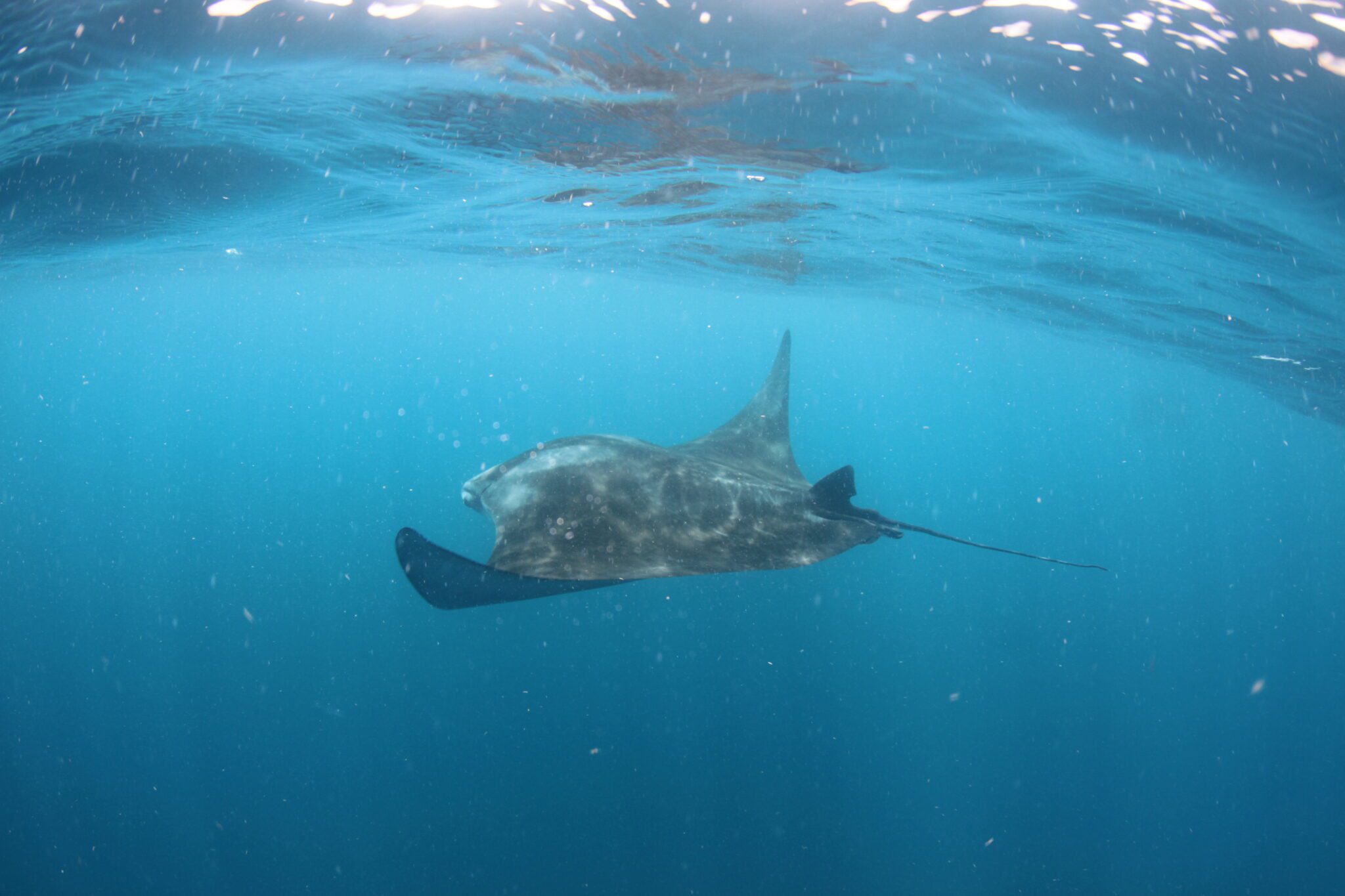 Manta raya gigante - MarAlliance.org