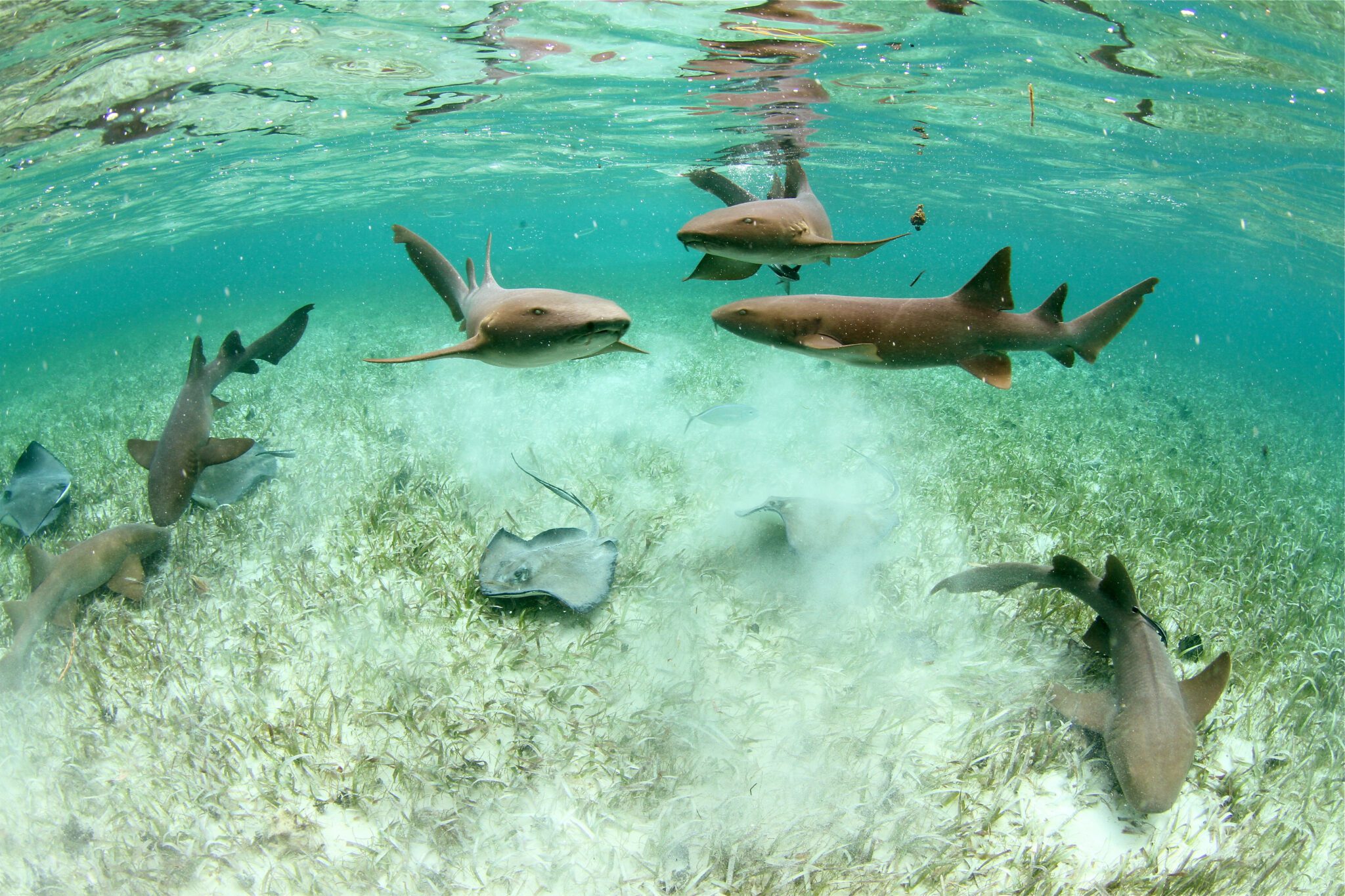 Nurse shark - MarAlliance.org