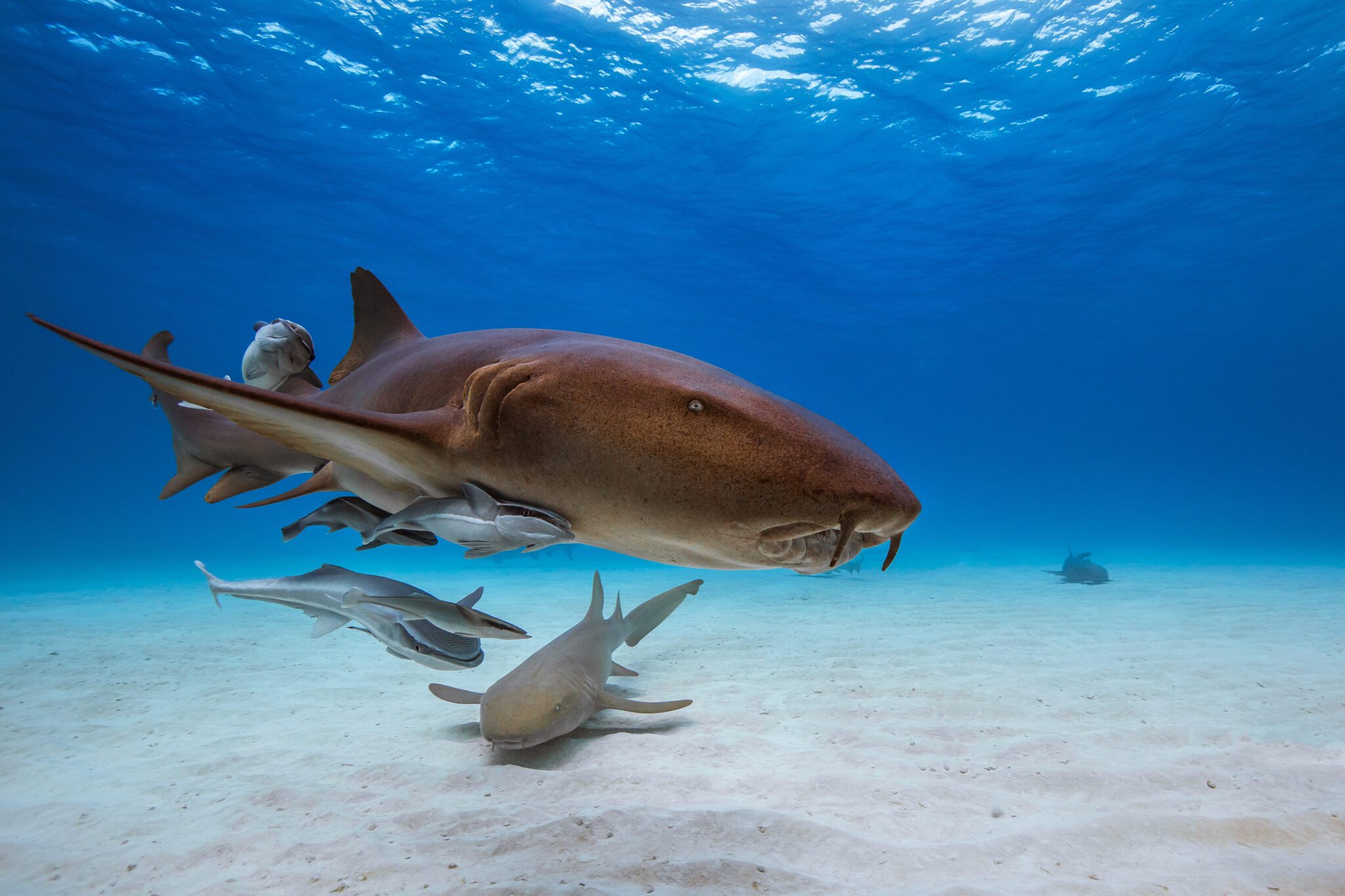 Nurse shark - MarAlliance.org