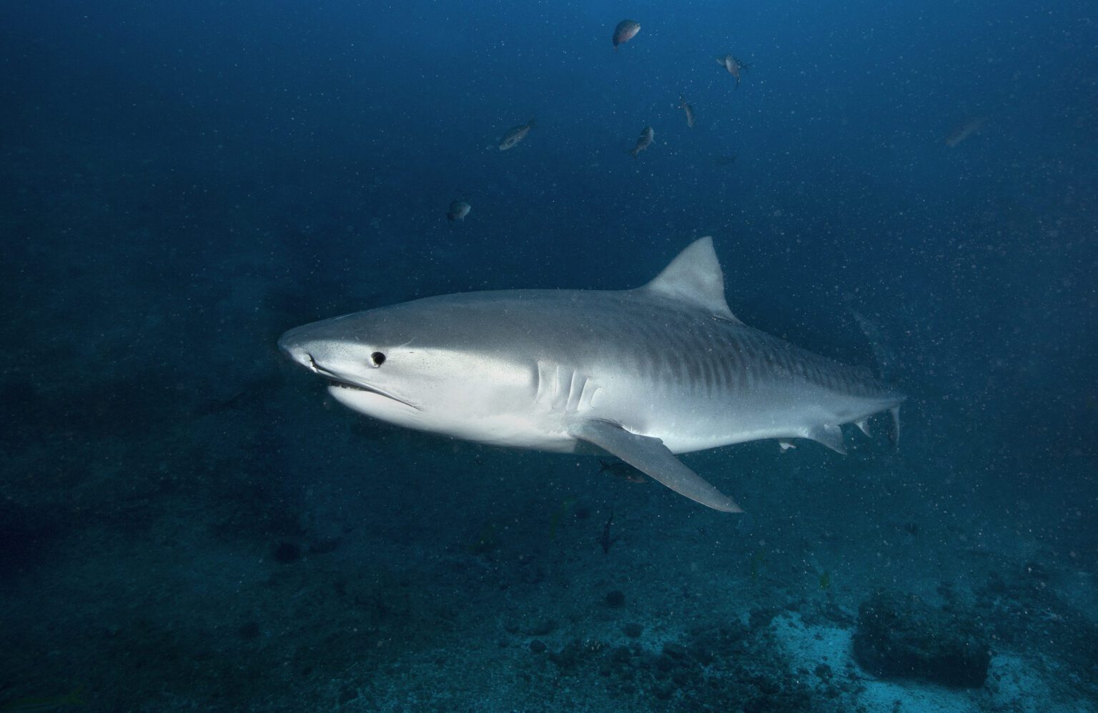 Tiburón tigre - MarAlliance.org