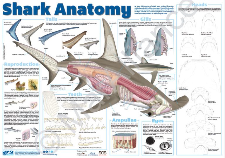 Educational poster: Shark anatomy - MarAlliance.org