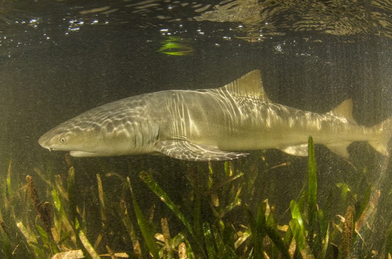 Tiburón limón - MarAlliance.org