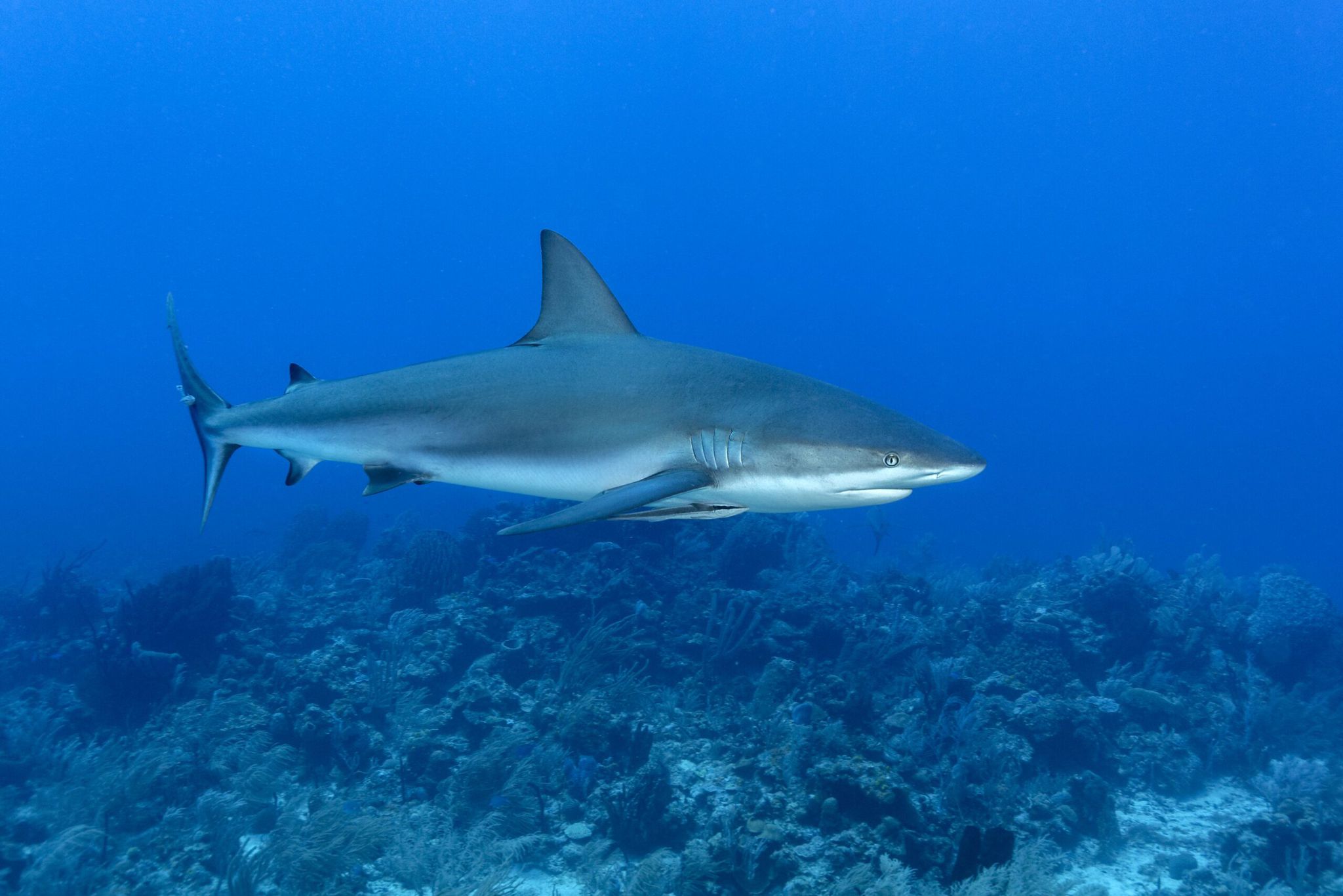 A big year for shark and ray conservation - MarAlliance.org