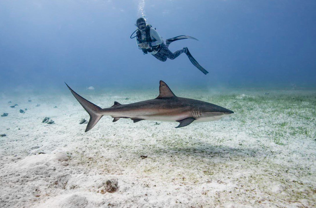 2022 in review - MarAlliance.org