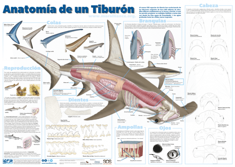 Póster educativo: Anatomía de los tiburones - MarAlliance.org