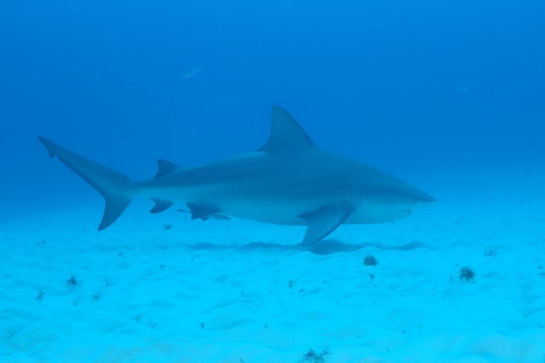 Tiburón toro - MarAlliance.org