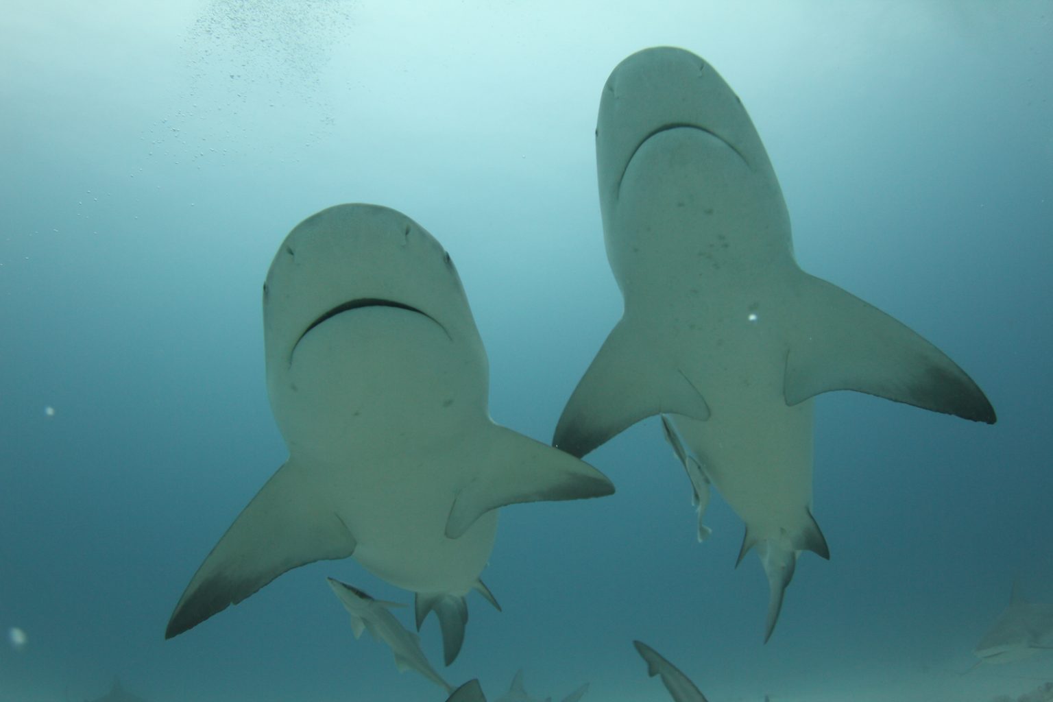 Tiburón toro - MarAlliance.org