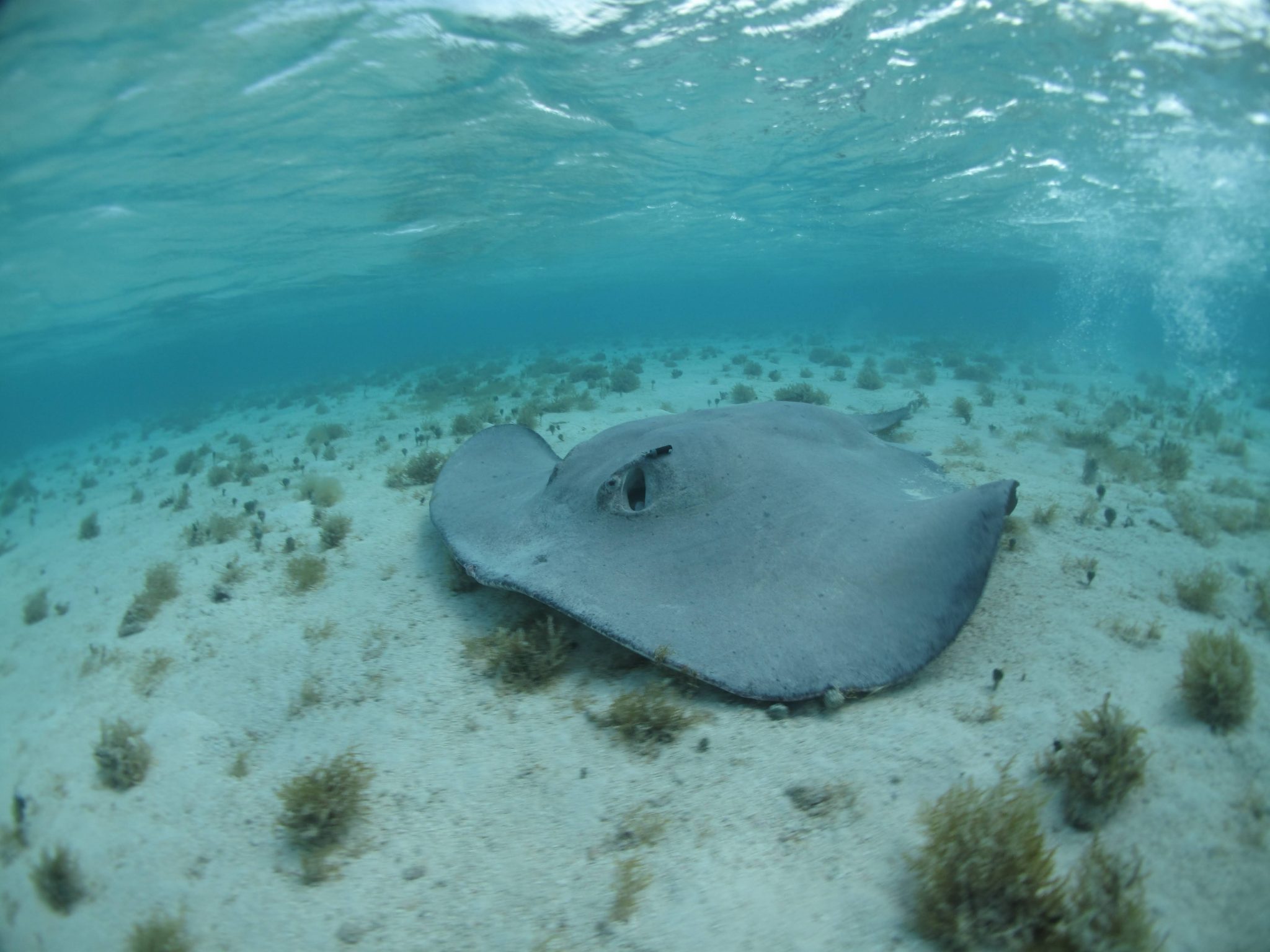 Caribbean whiptail ray - MarAlliance.org