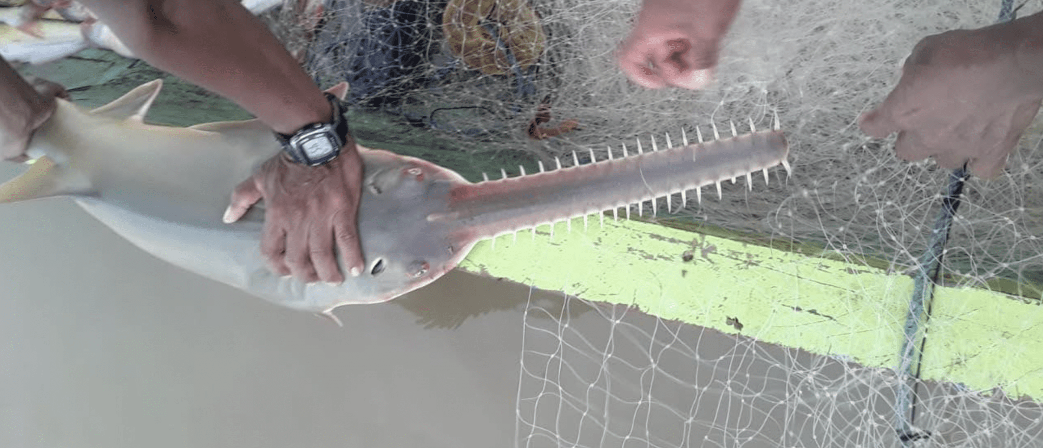 Largetooth sawfish - MarAlliance.org