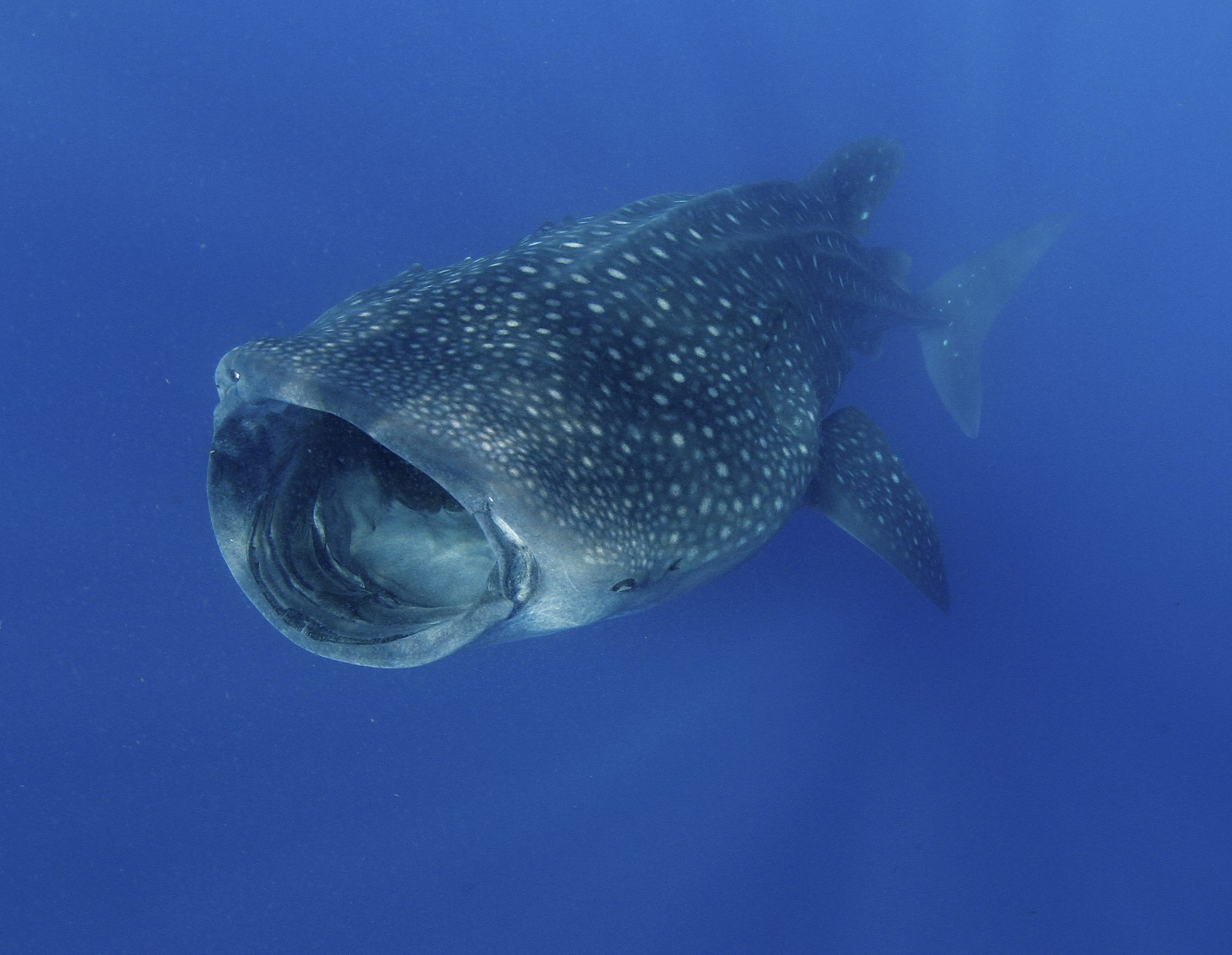 What happened to Gladden Spit’s whale sharks and spawning fish? A new ...
