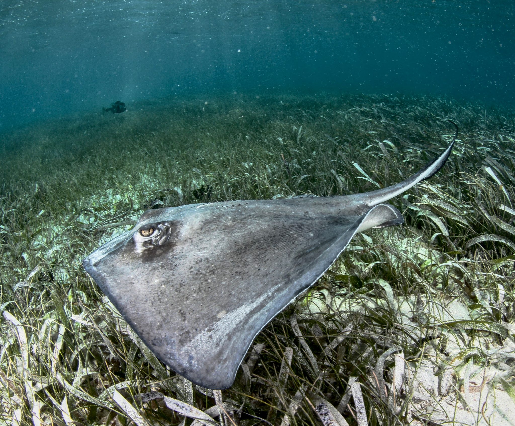 Raya austral - MarAlliance.org