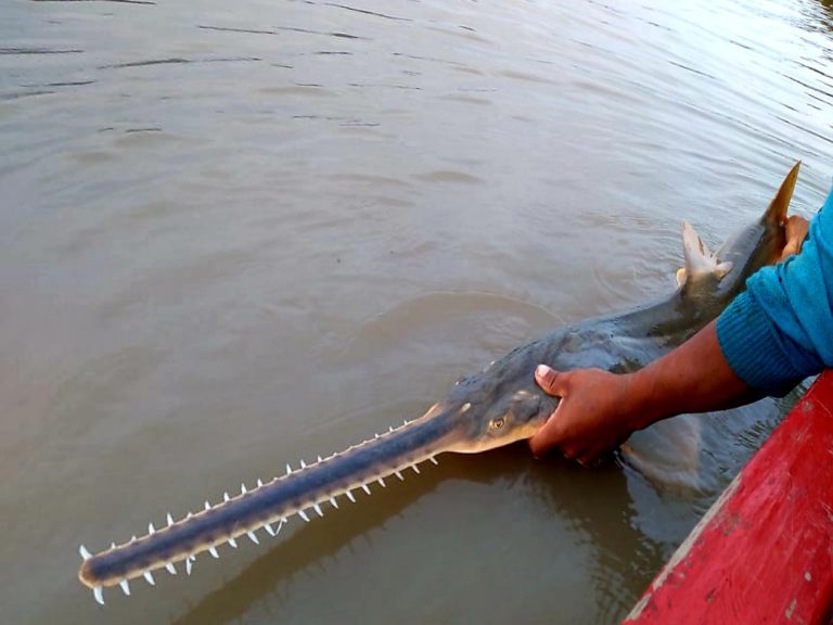 Largetooth sawfish - MarAlliance.org