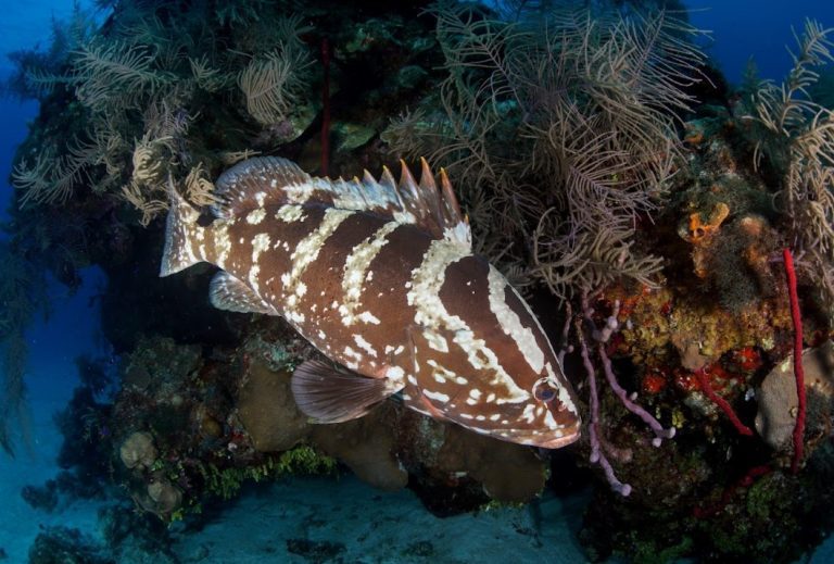 Nassau grouper - MarAlliance.org