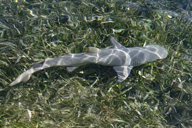 Are All Sharks Apex Predators? - MarAlliance.org