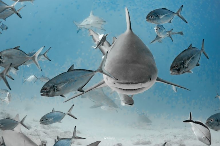 Unveiling the Secrets of Female Bull Sharks Through Photo ...