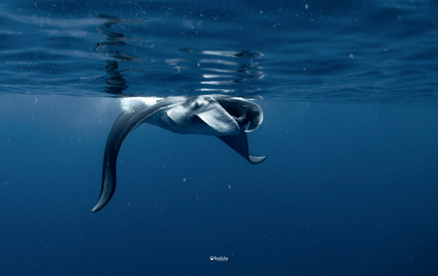 Manta raya gigante - MarAlliance.org