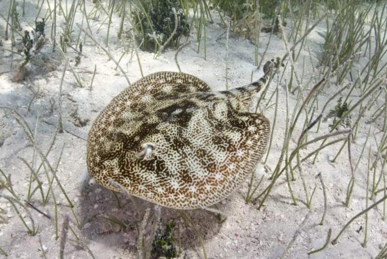 Yellow spotted stingray - MarAlliance.org