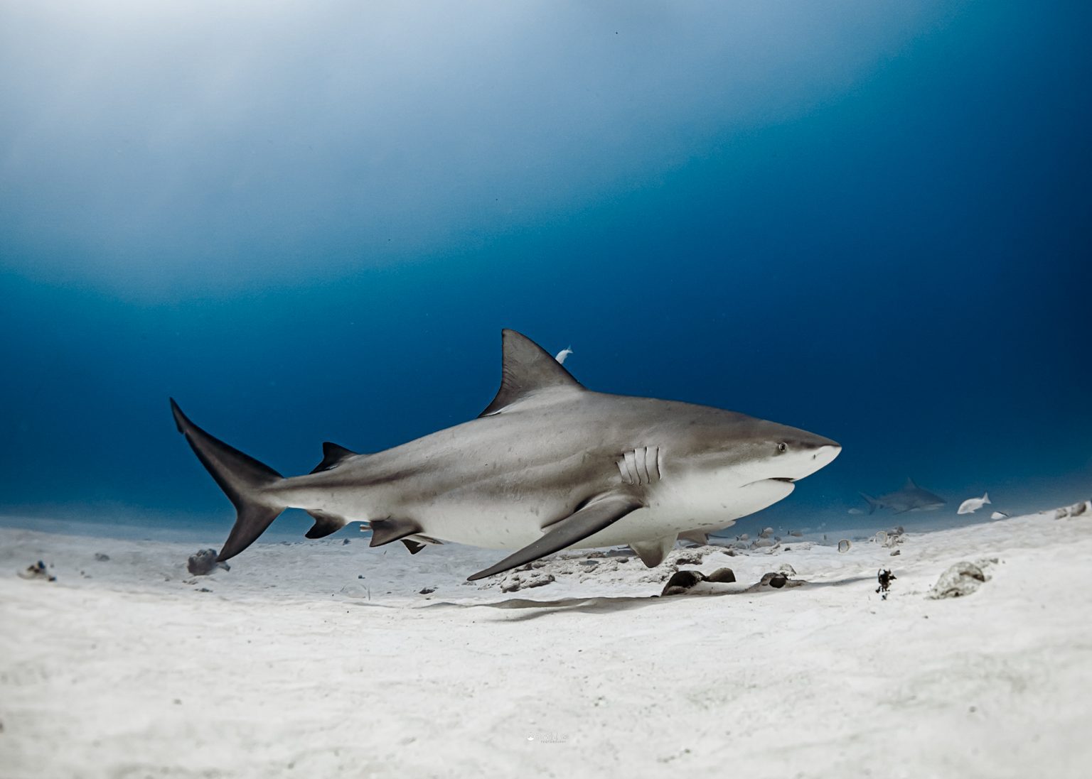 Tiburón toro - MarAlliance.org