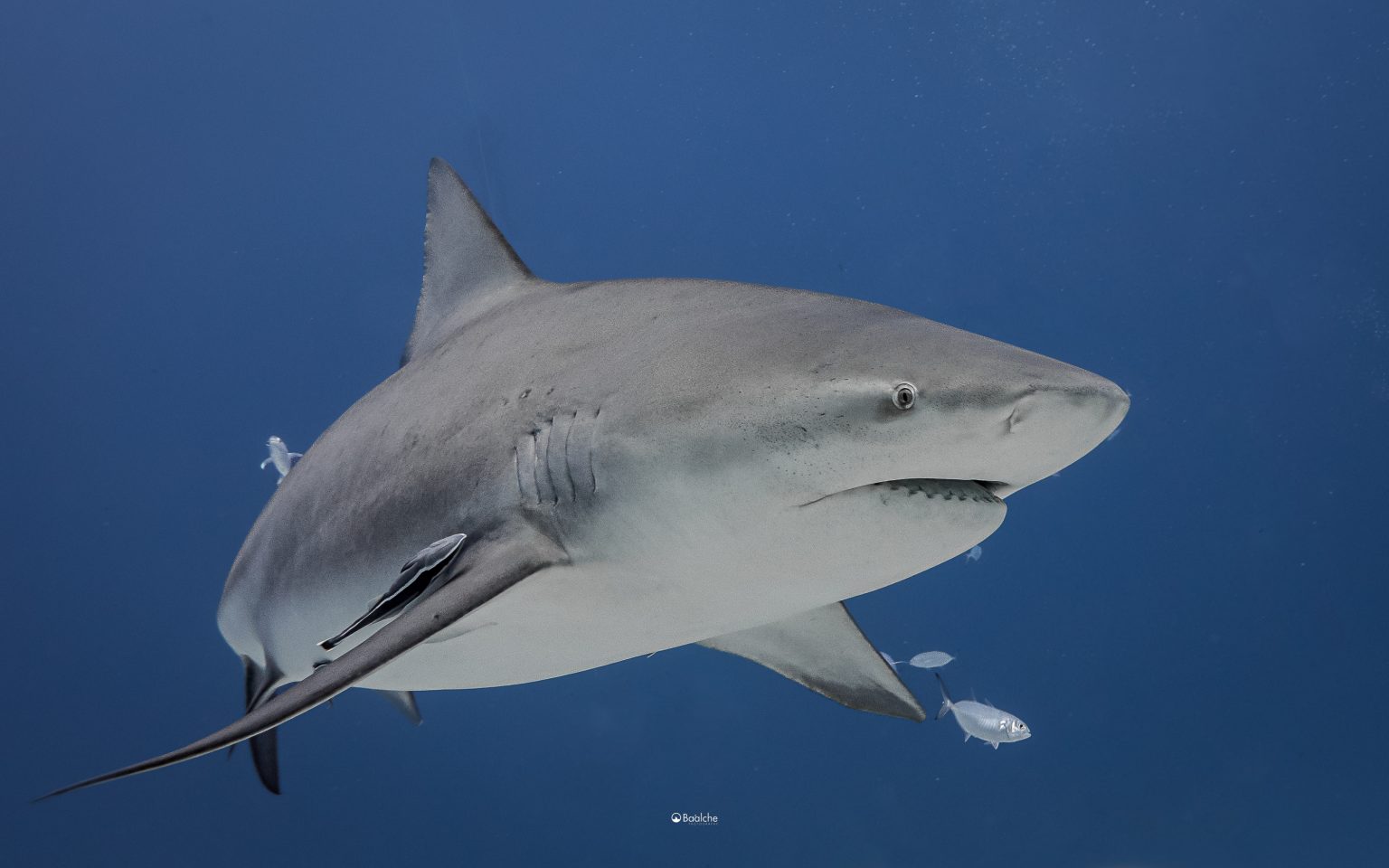 Bull shark - MarAlliance.org