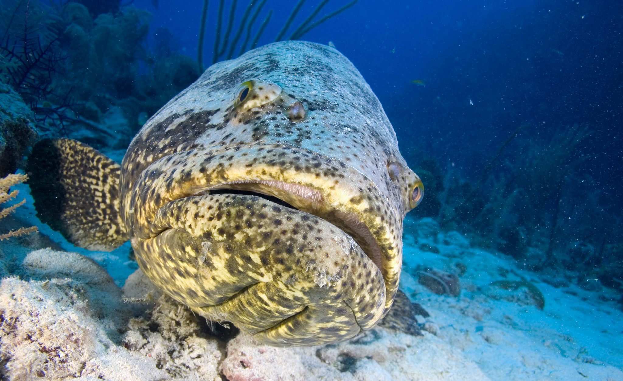 Goliath grouper - MarAlliance.org