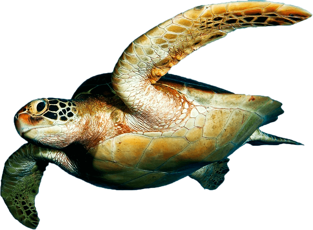 Hope for the Oceans: Green Sea Turtle No Longer Endangered ...