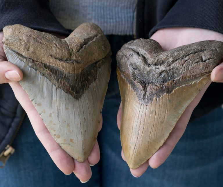 Can You Identify Sharks Based on Their Teeth? - MarAlliance.org