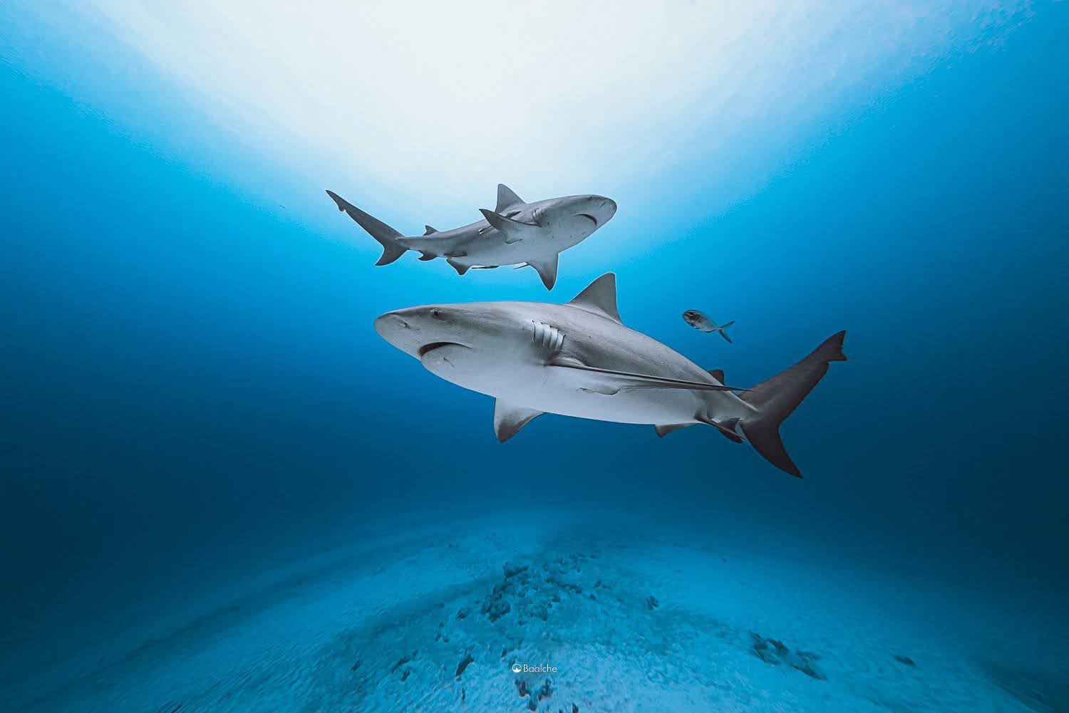 Home - MarAlliance.org