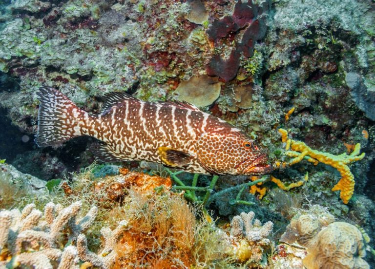 Tiger Grouper - MarAlliance.org