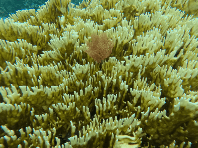 Reef Health and Resilience: A Comprehensive Assessment of Coral and ...