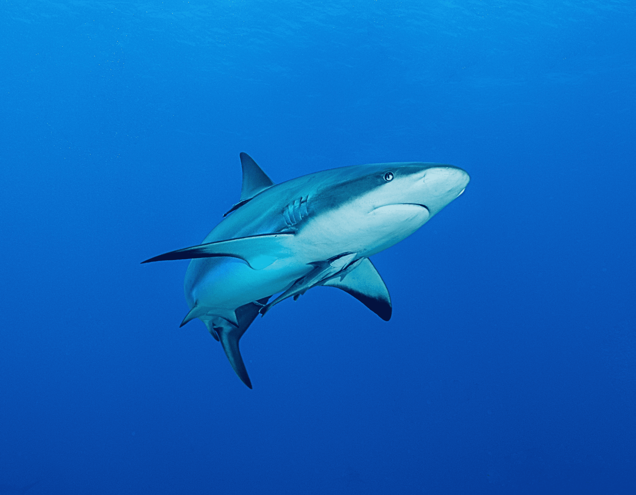 Tiburones y rayas de Honduras: Un vistazo a los gigantes marinos del ...