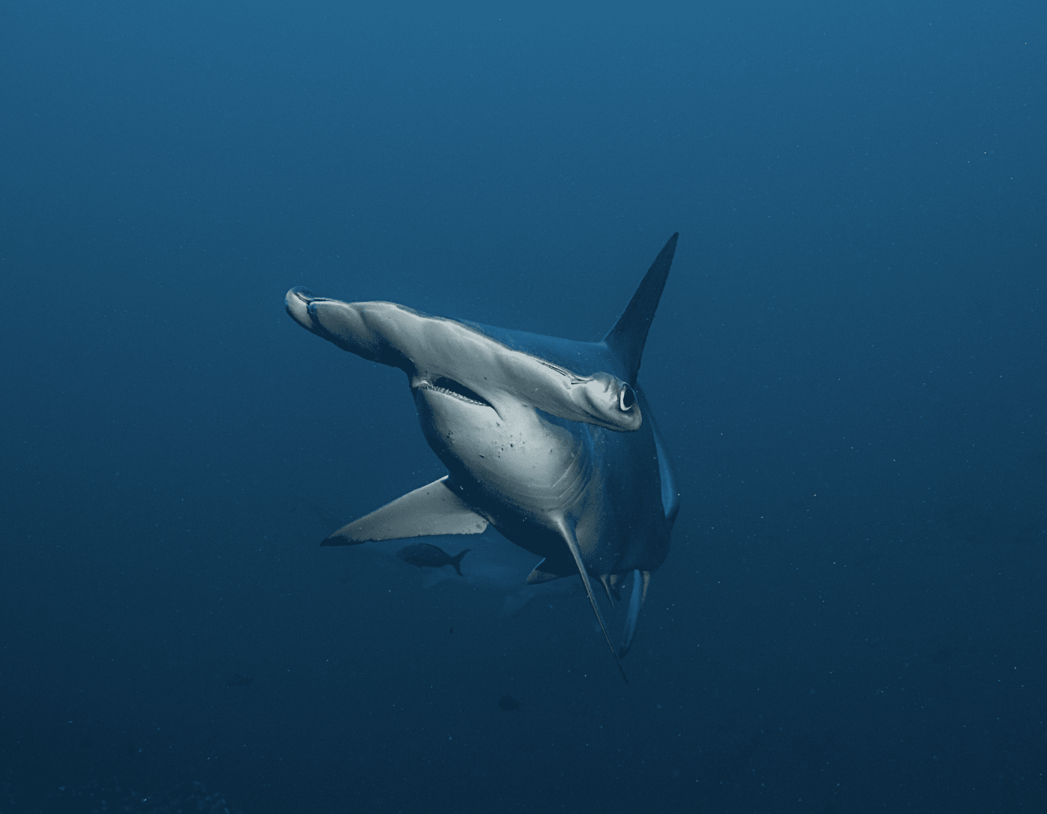 Tiburones y rayas de Honduras: Un vistazo a los gigantes marinos del ...