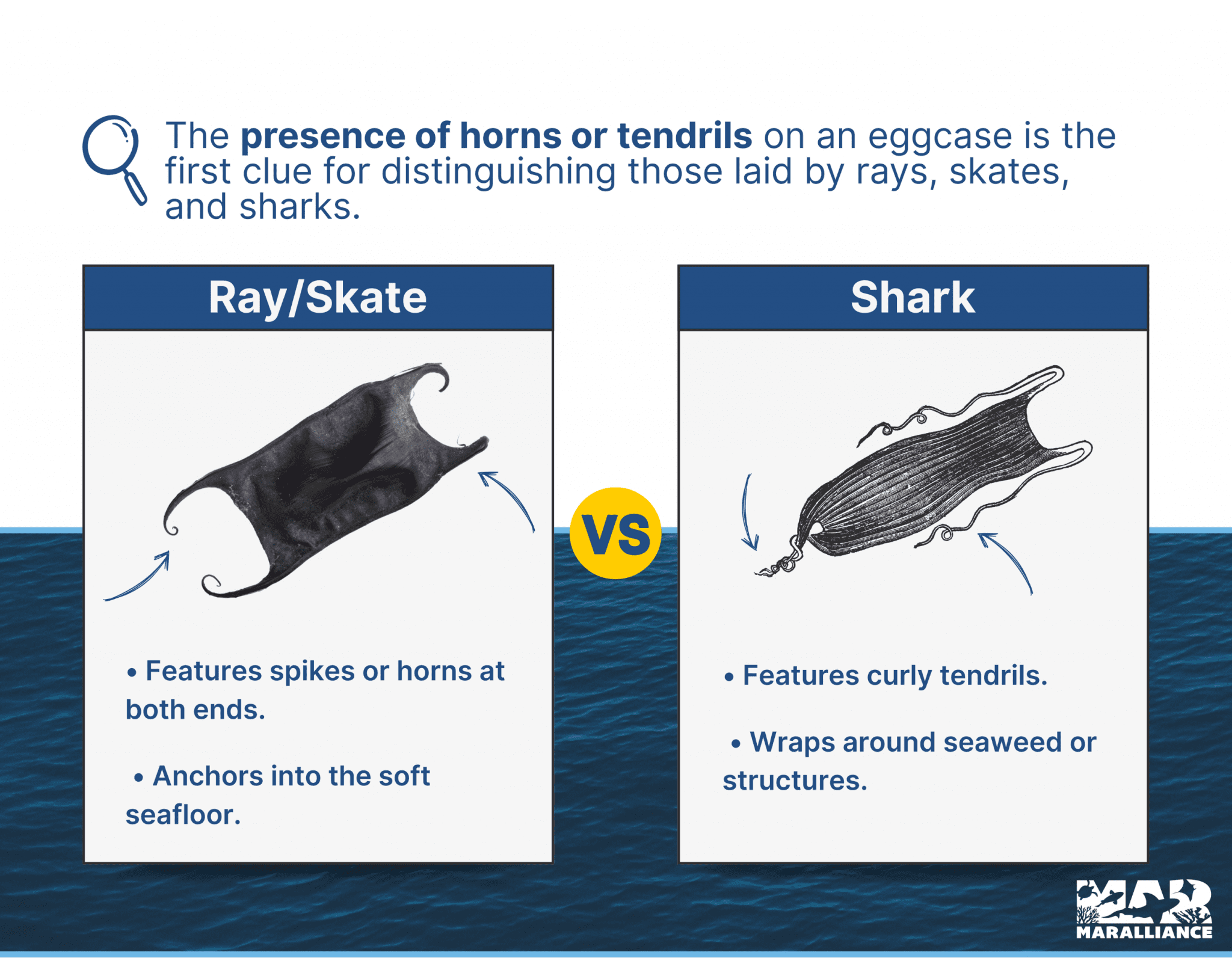 Cracking the Mystery of Shark and Ray Egg Cases - MarAlliance.org