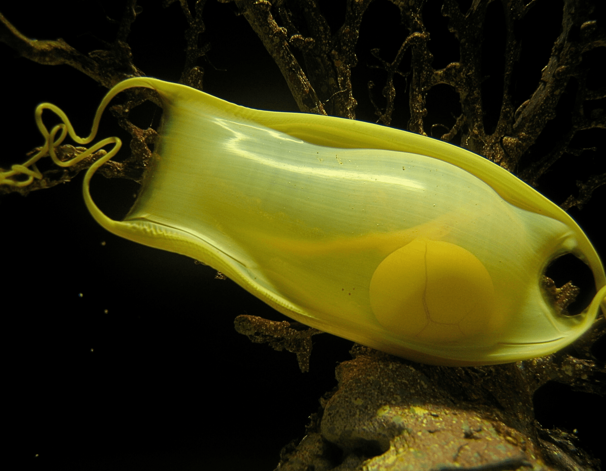 Cracking the Mystery of Shark and Ray Egg Cases - MarAlliance.org