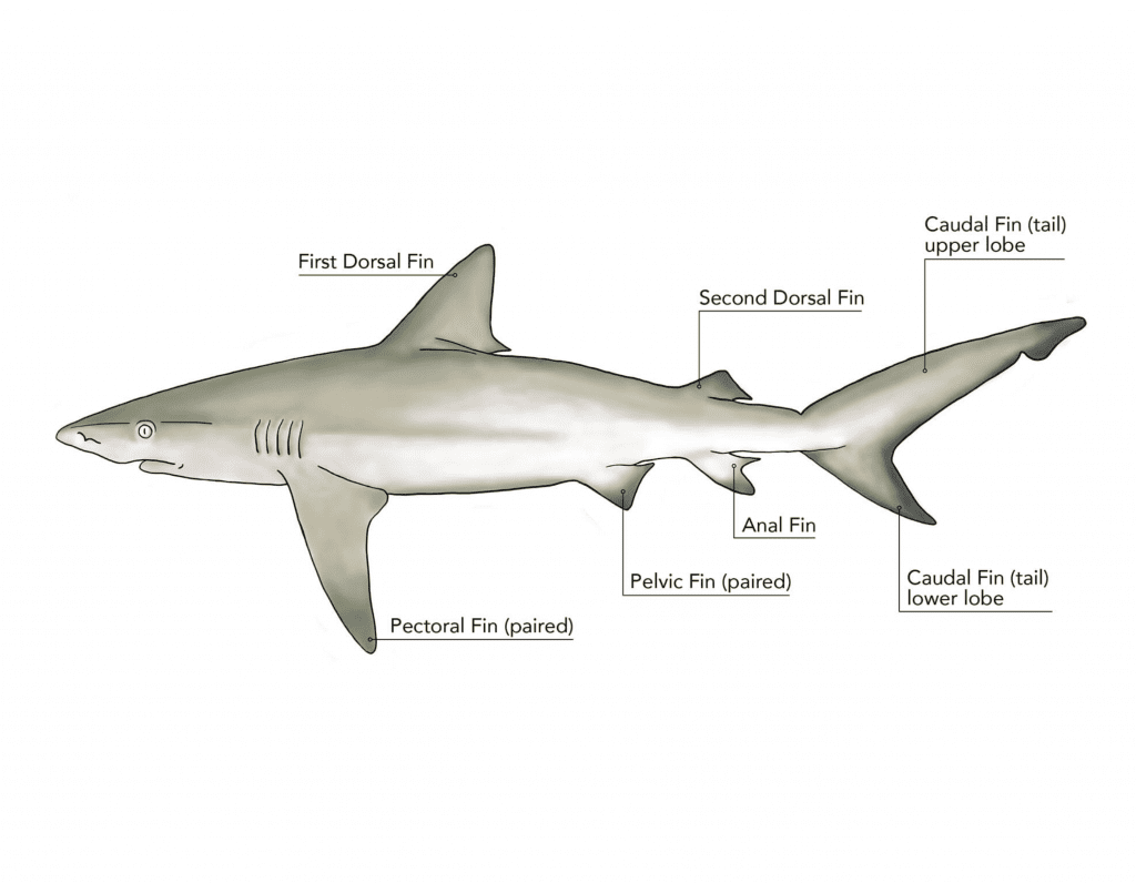 Built to Thrive: The Evolutionary Wonders of Shark Anatomy ...