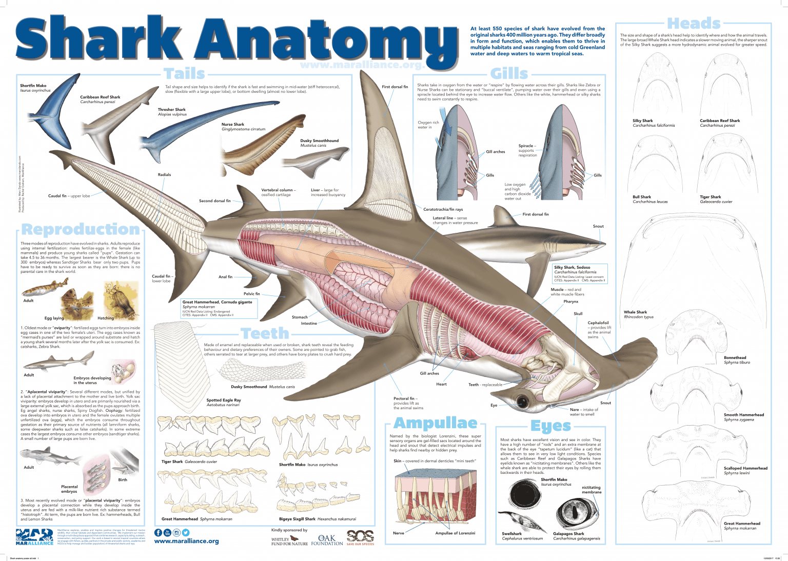Built to Thrive: The Evolutionary Wonders of Shark Anatomy ...
