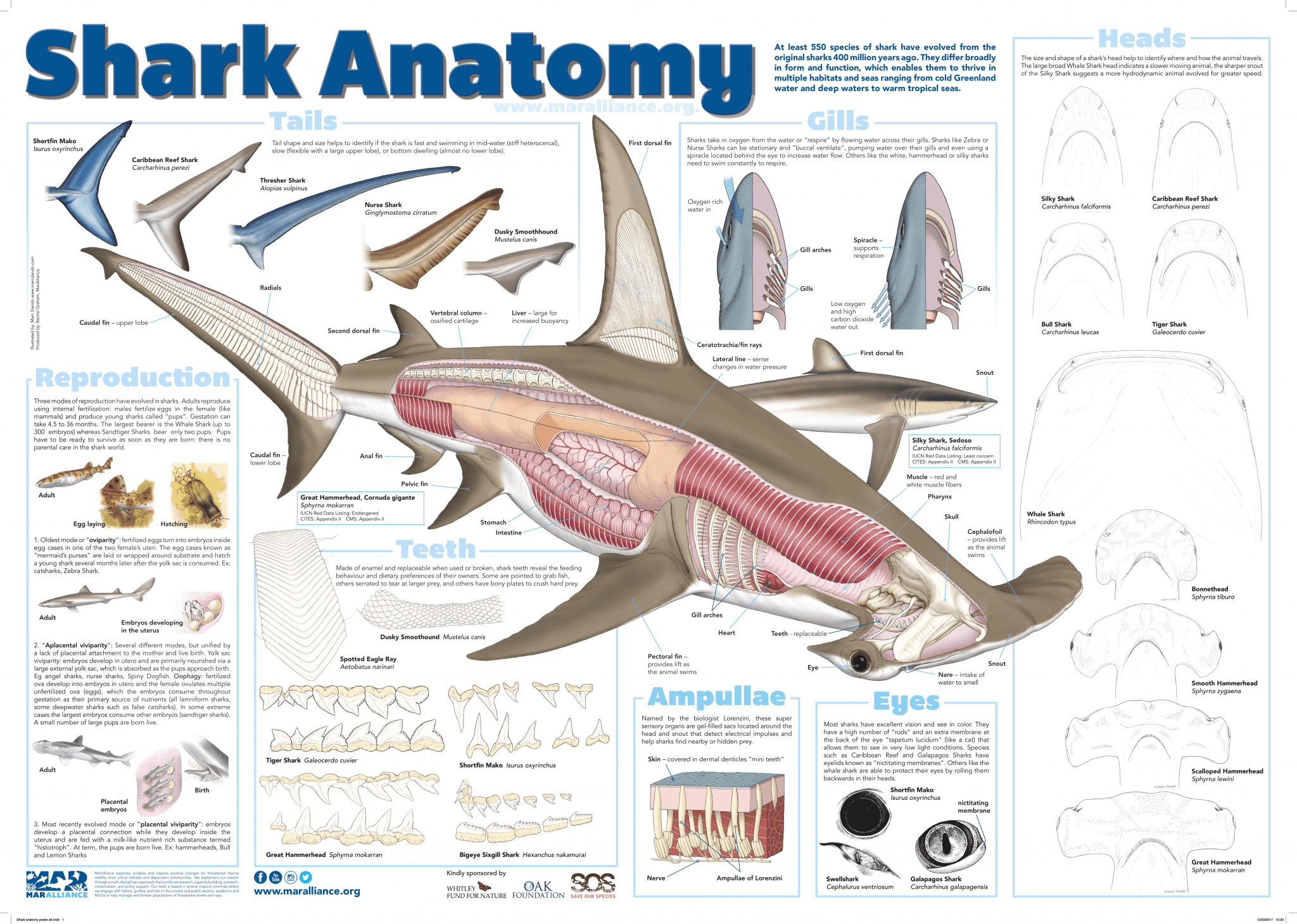 Built to Thrive: The Evolutionary Wonders of Shark Anatomy ...