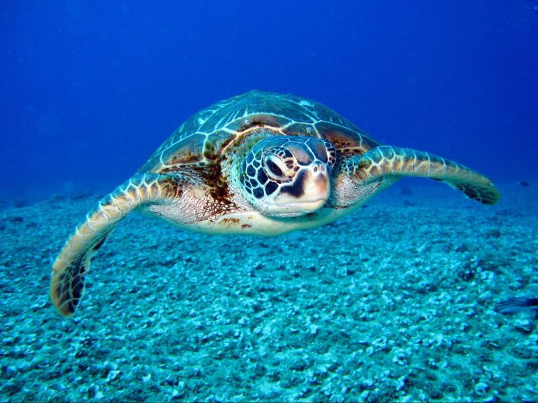 Hope for the Oceans: Green Sea Turtle No Longer Endangered ...